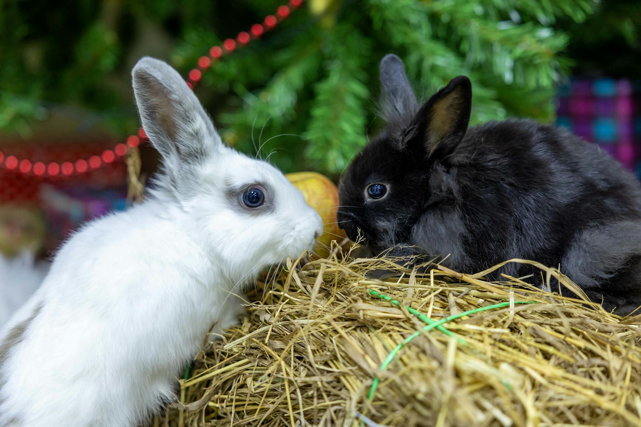 Rabbit Diet Basics: A Simple Beginner’s Guide to Feeding Your Rabbit ...