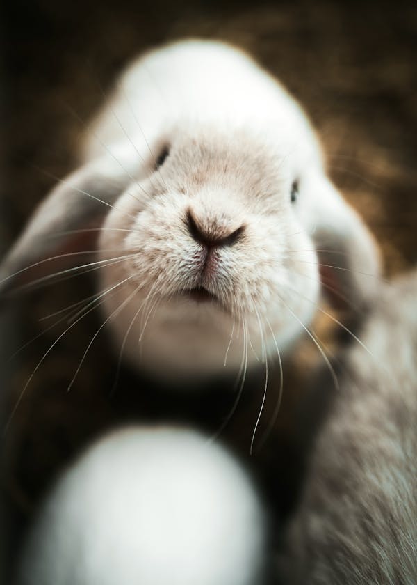 Rabbit Diet Guide 2025: 18 Fresh Foods Your Bunny Loves for a Healthy ...